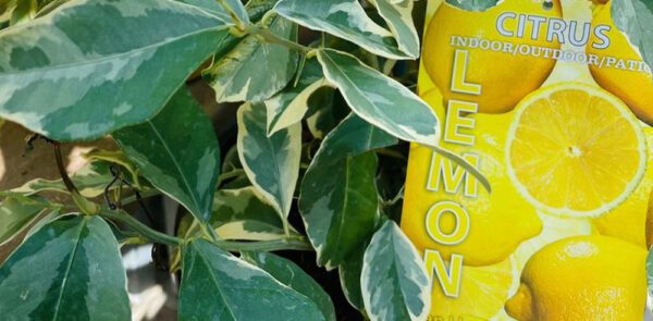 How to Easily Grow Citrus Trees Indoors - Royal City Nursery - Blog