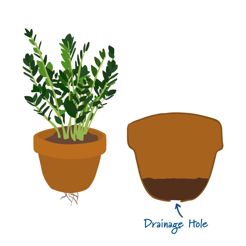 How to Repot a Houseplant - Royal City Nursery - Blog