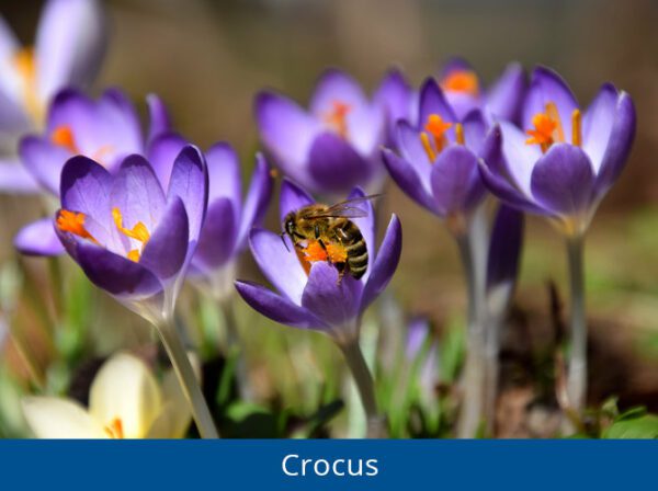 Spring Into May: Planting for Pollinators - Royal City Nursery - Blog