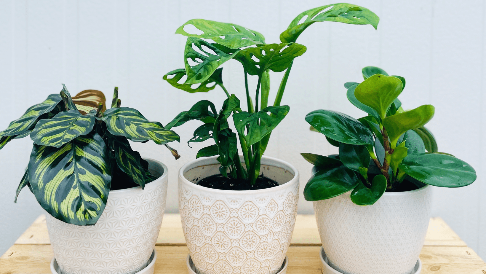How To Add Plants To Small Spaces Royal City Nursery Blog