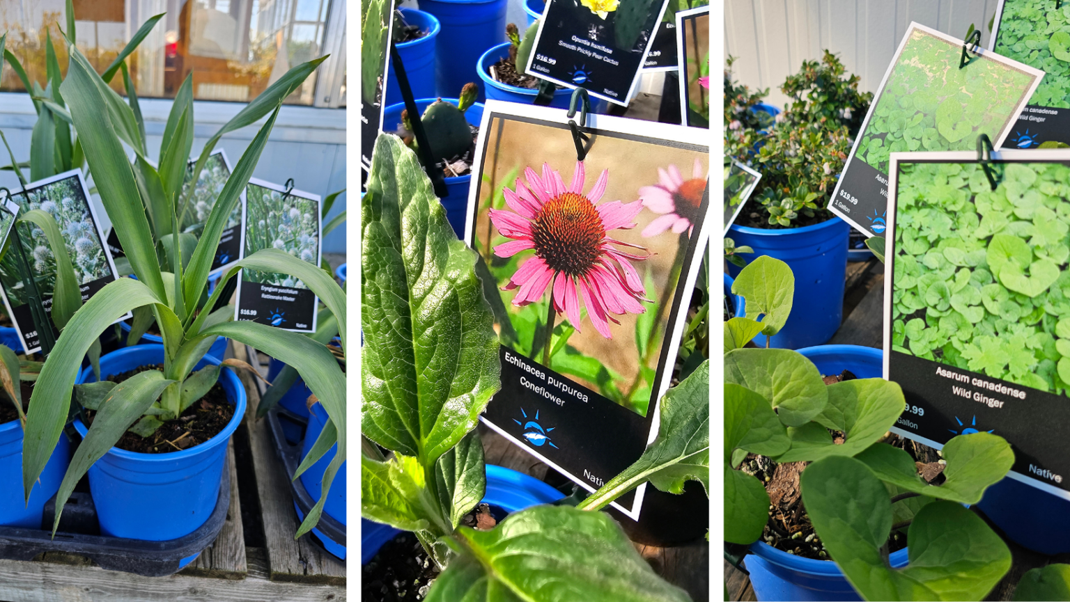 What are Native Ontario Plants? - Royal City Nursery - Blog