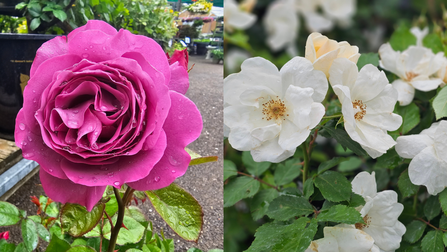 Roses Revealed: All Your Questions Answered - Royal City Nursery - Blog