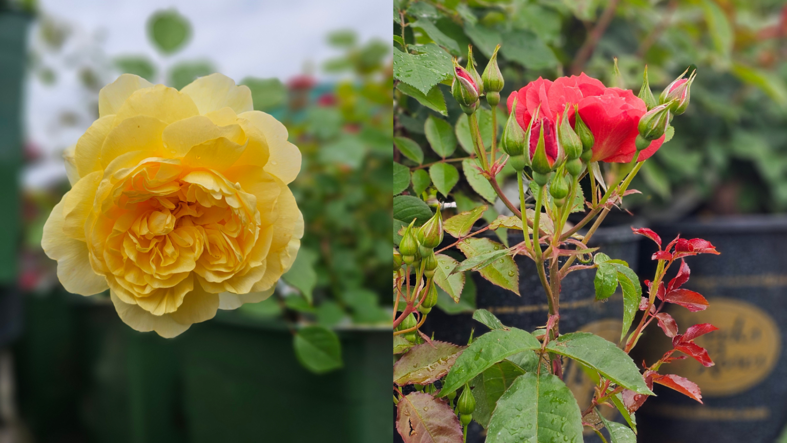 Roses Revealed: All Your Questions Answered - Royal City Nursery - Blog