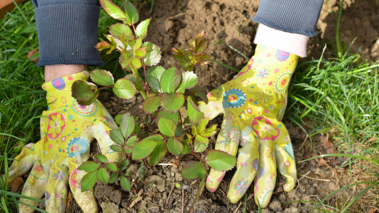 Roses Revealed: All Your Questions Answered - Royal City Nursery - Blog