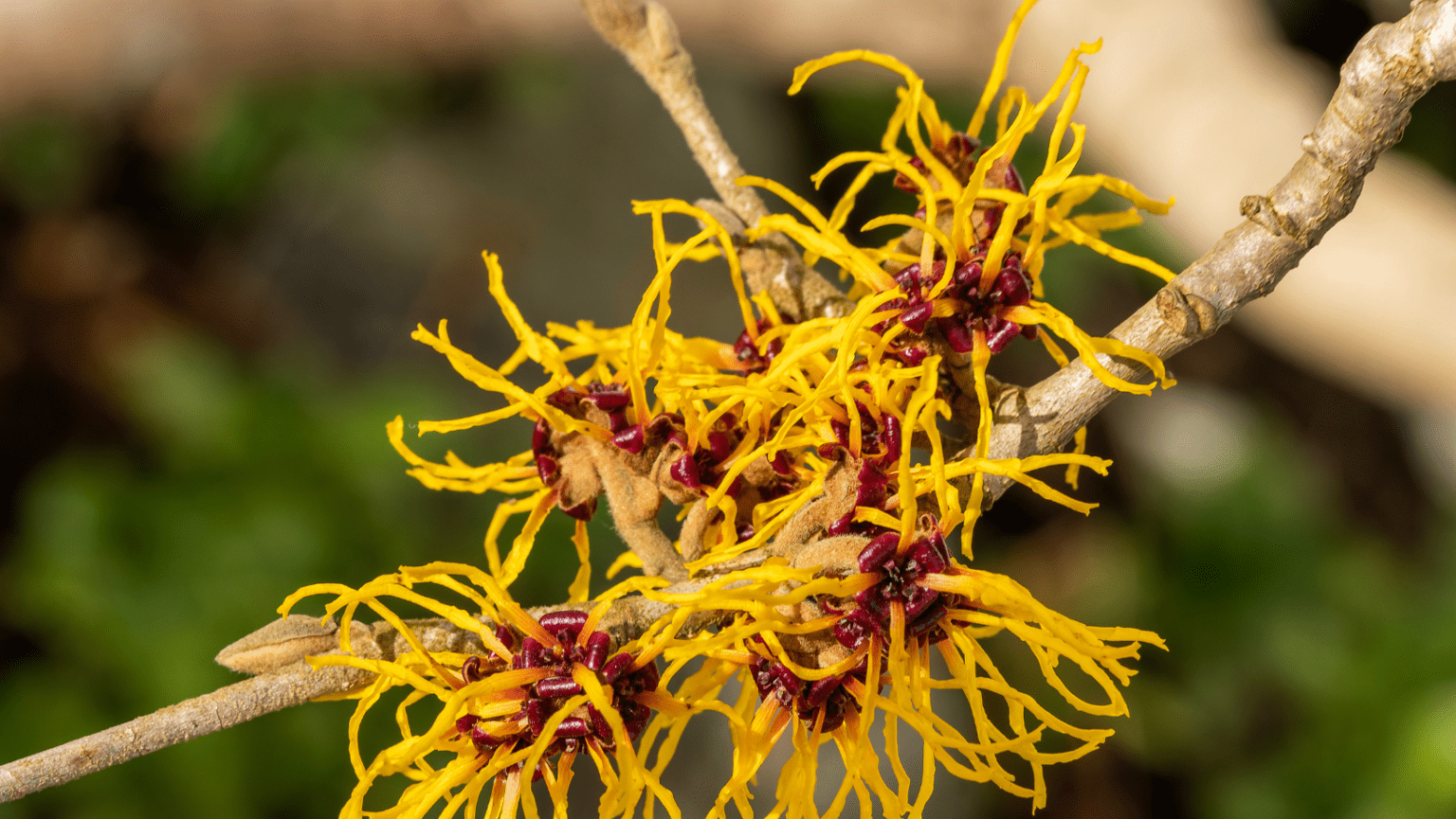 What are Native Ontario Plants? - Royal City Nursery - Blog