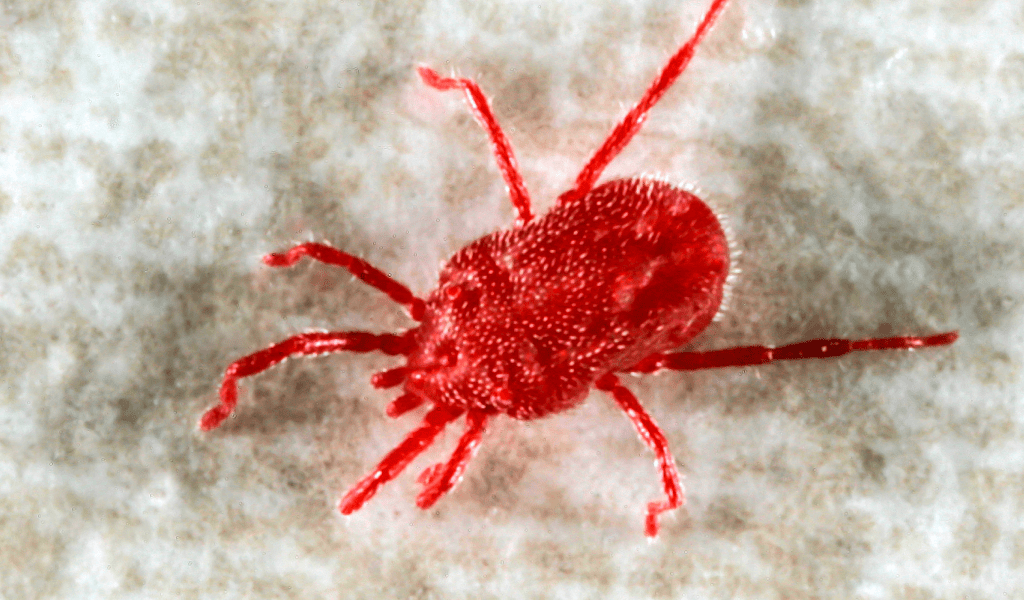 Welcoming Good Bugs: Nature's Helpers in Your Garden - Royal City ...