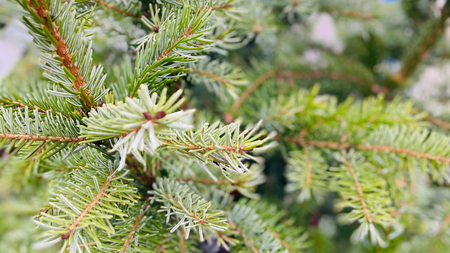 Choose a Perfect Live Christmas Tree Guide - Royal City Nursery - Blog