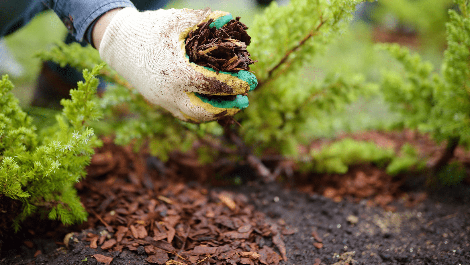 Why November is the Perfect Time to Mulch Your Garden - Royal City ...