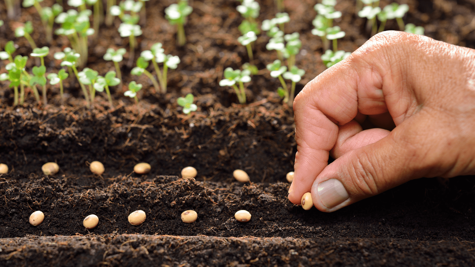 How To Read A Seed Pack - Royal City Nursery - Blog