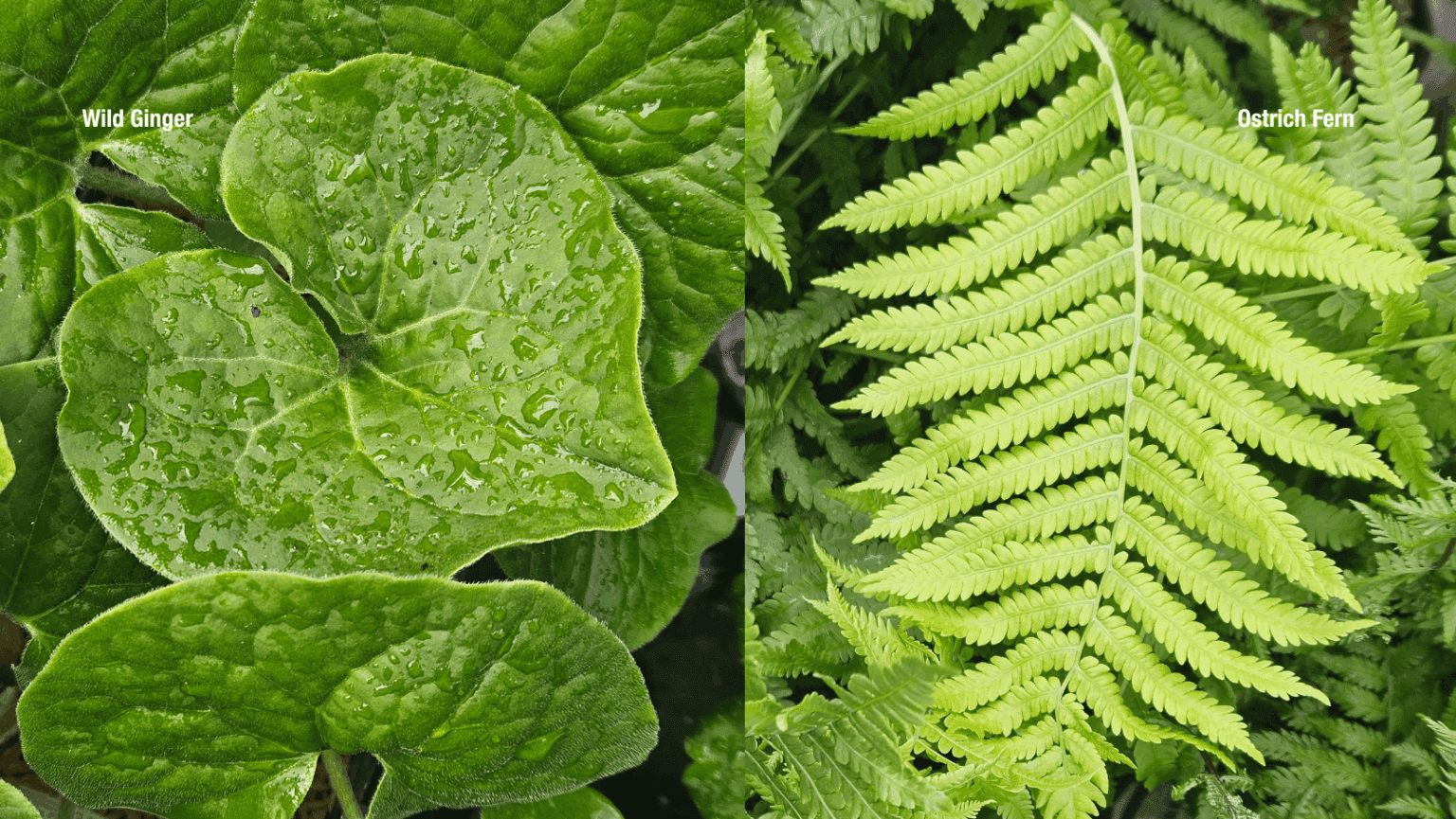 The Ultimate Native Plant List for Southern Ontario Gardens - Royal ...